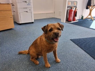 Baxter the Therapy Dog Visits Calon Cymru Cardiff | Calon Cymru Fostering