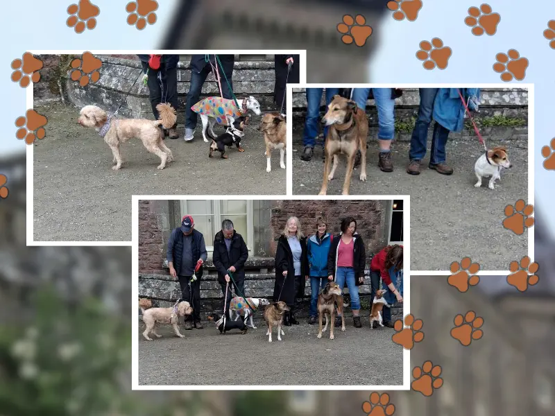 Well-Being, Wagging Tails & Welsh Sunshine: A Calon Cymru Dog Walk at ...